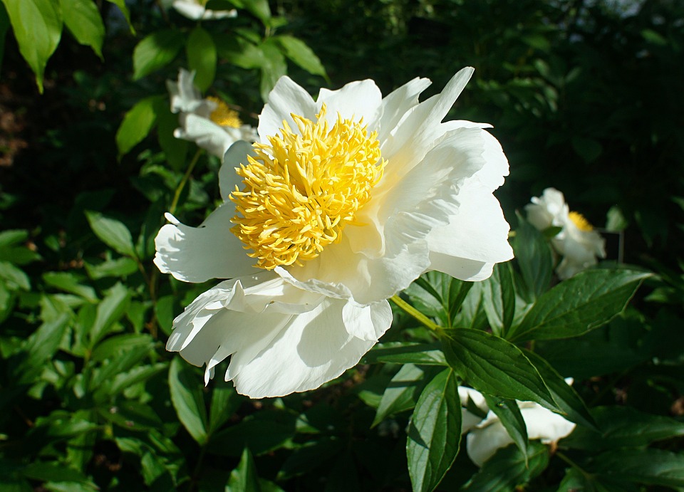 Peony Bunga Bloom - Foto gratis di Pixabay - Pixabay
