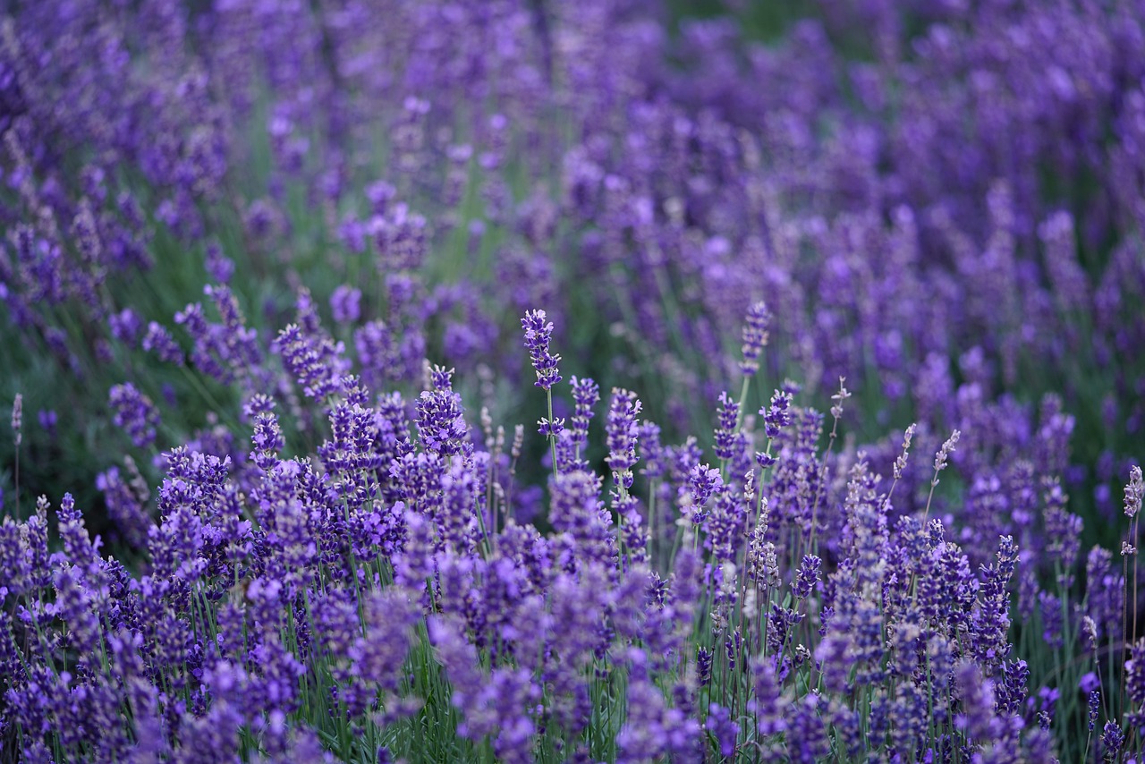 50,000+ Free Lavender Wallpaper & Lavender Images - Pixabay