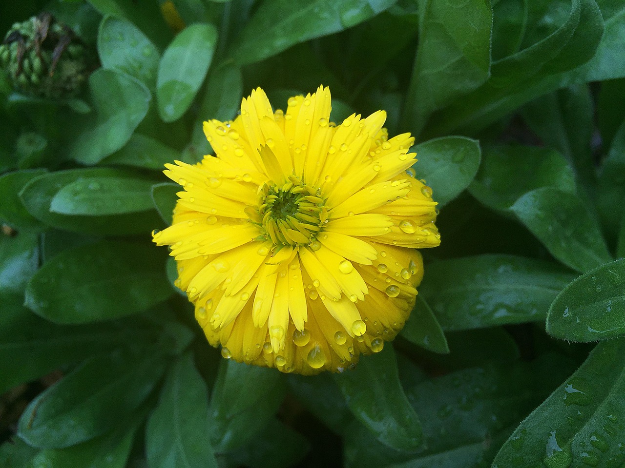 Flower Yellow Blossom - Free photo on Pixabay