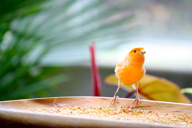 40,000+ Free Yellow Orange Bird & Nature Images - Pixabay