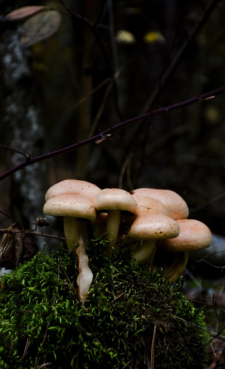 Pilze Wald Natur - Kostenloses Foto auf Pixabay