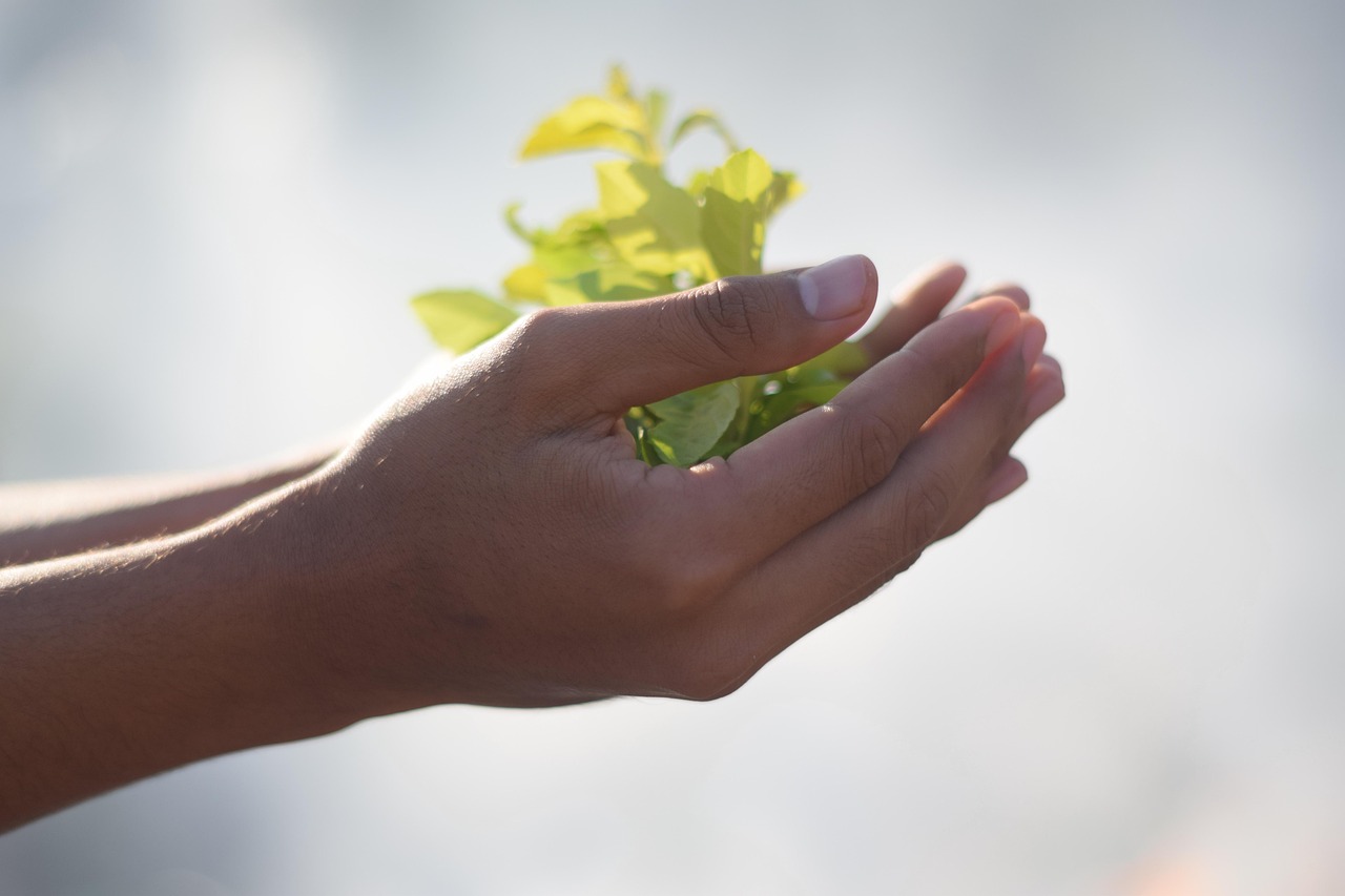Plant Hand - Free photo on Pixabay