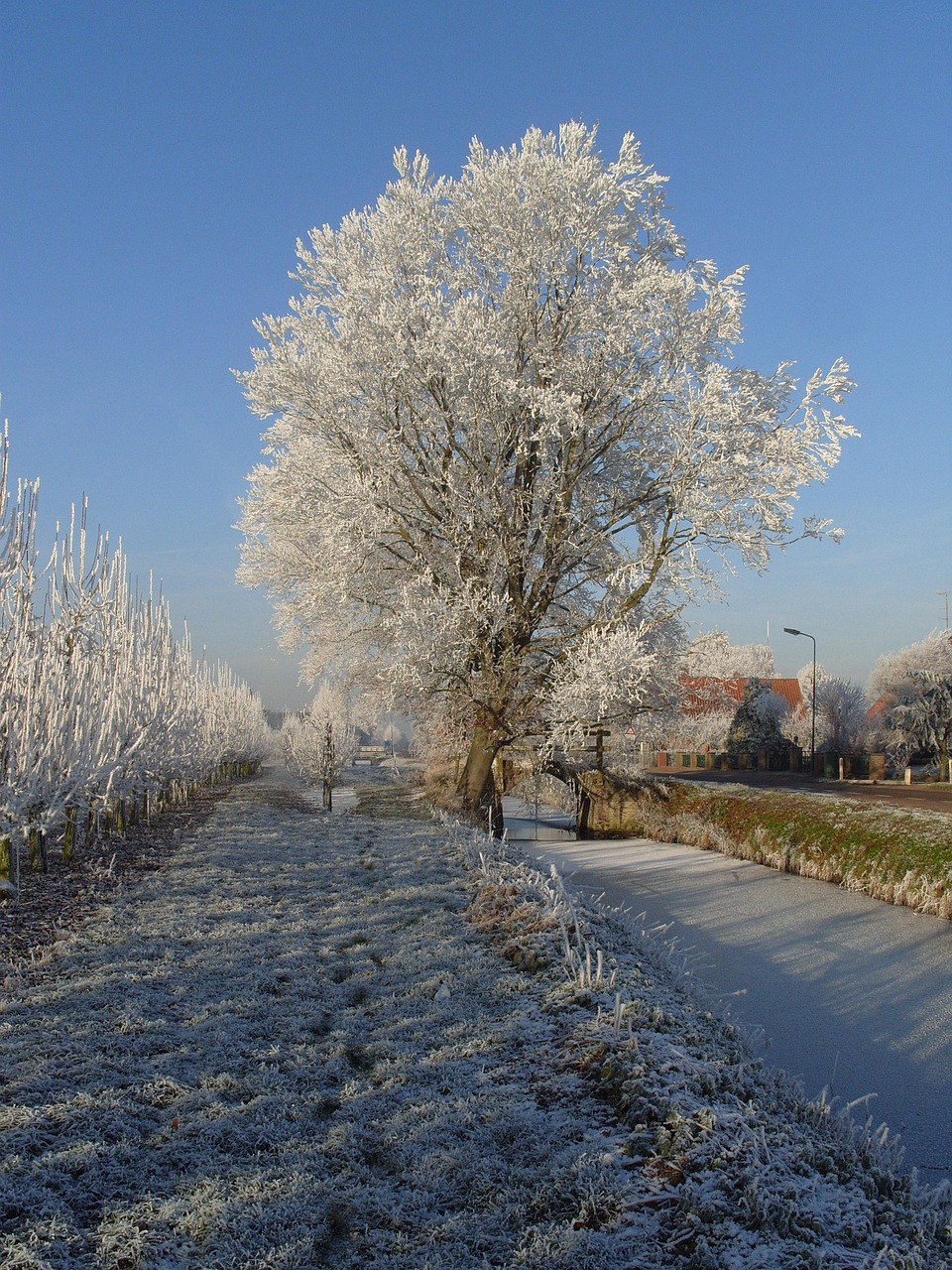 Nature Hiver Arbre - Photo gratuite sur Pixabay - Pixabay