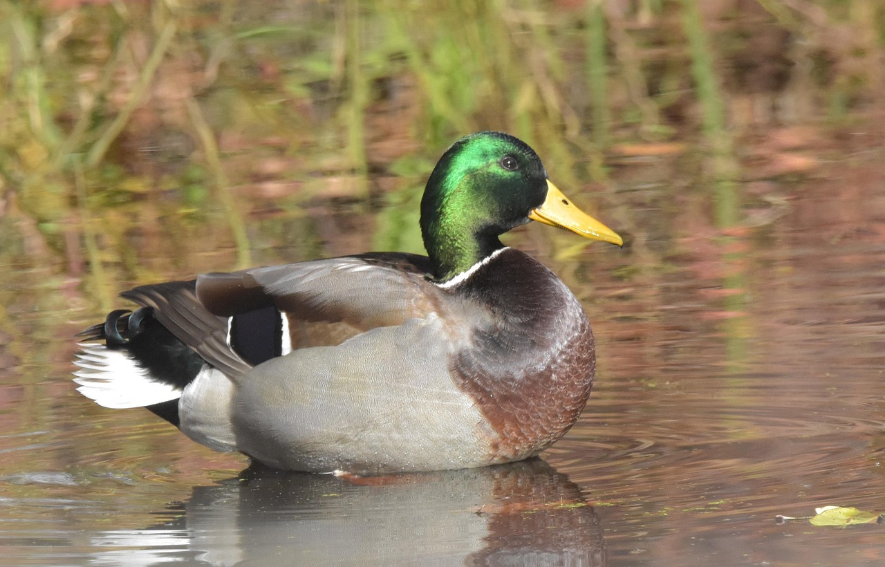 Aves Acuáticas Pato Agua - Foto gratis en Pixabay - Pixabay