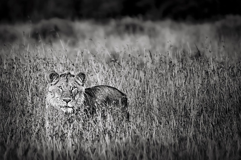 Animal León Salvaje La Vida - Foto gratis en Pixabay - Pixabay