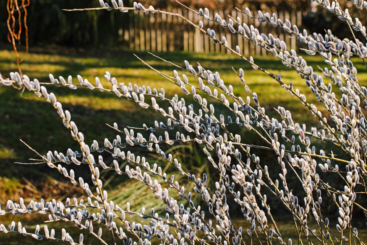 Willow Catkin Shrub Nature - Free photo on Pixabay