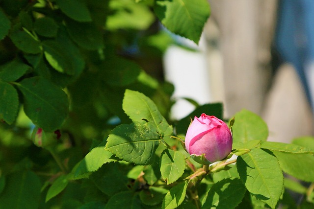 Rose Bud Spring - Free photo on Pixabay - Pixabay