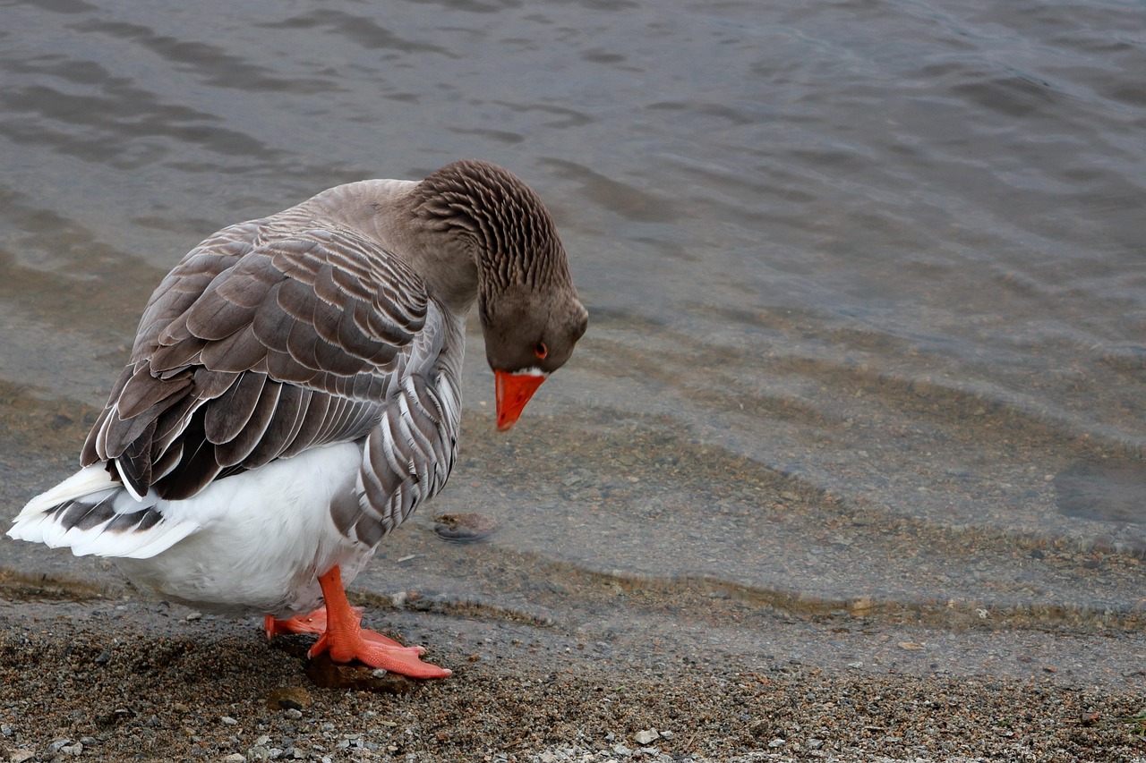 Animal Ganso Pato - Foto gratis en Pixabay - Pixabay