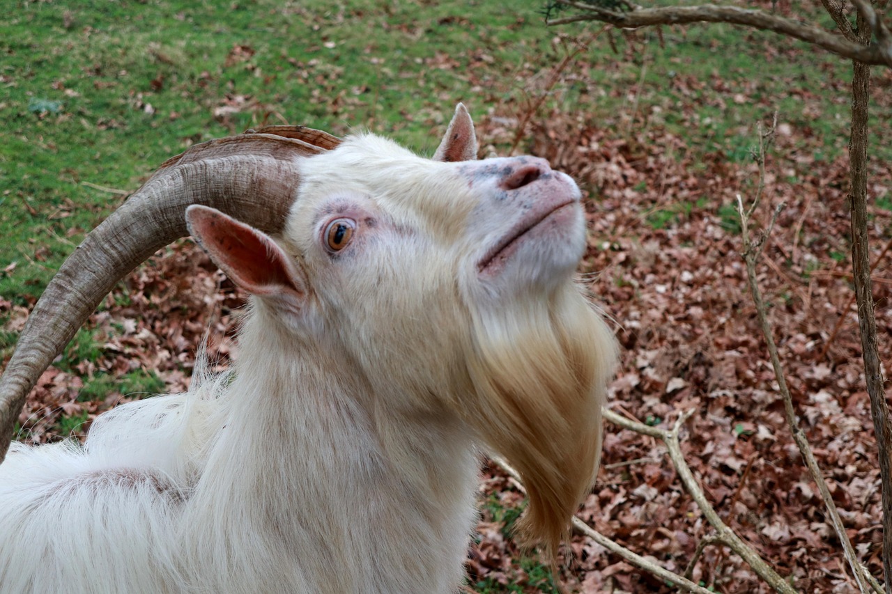 Animal Bouc Chèvre - Photo gratuite sur Pixabay - Pixabay