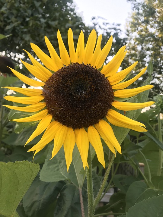 Tournesol Nature Jardin Les - Photo gratuite sur Pixabay - Pixabay