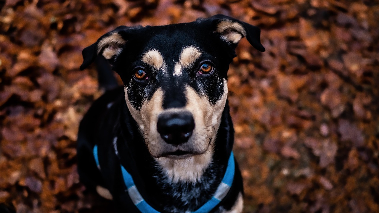 Dog Five Friend - Free photo on Pixabay - Pixabay
