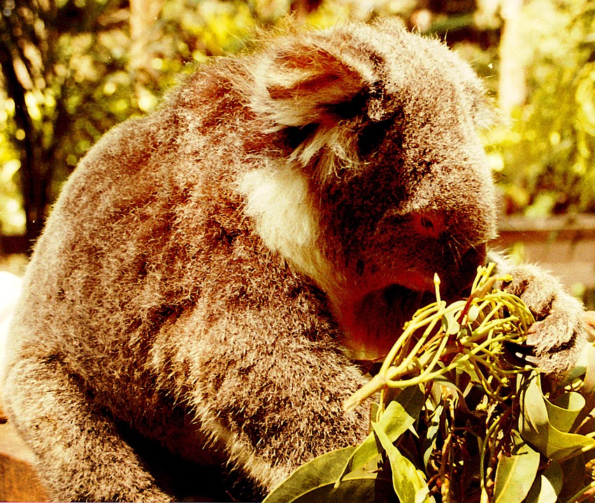 Koala Australia Alam - Foto gratis di Pixabay - Pixabay