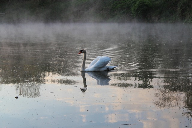 Swan Floating Animal Water Bird - Free photo on Pixabay - Pixabay