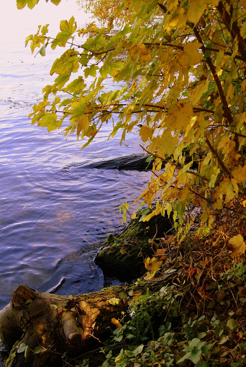Nature Lake Flow - Free photo on Pixabay - Pixabay