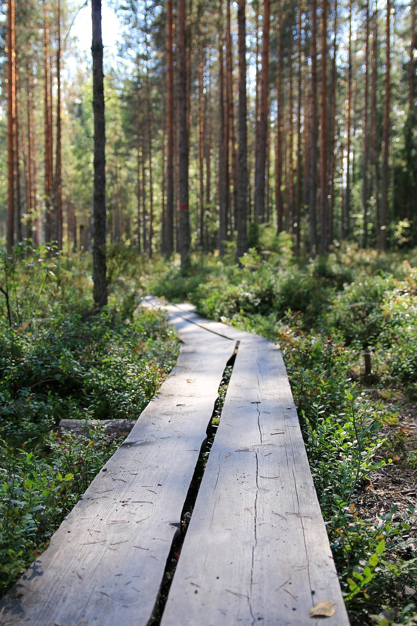 Duckboard Summer Hiking - Free photo on Pixabay - Pixabay