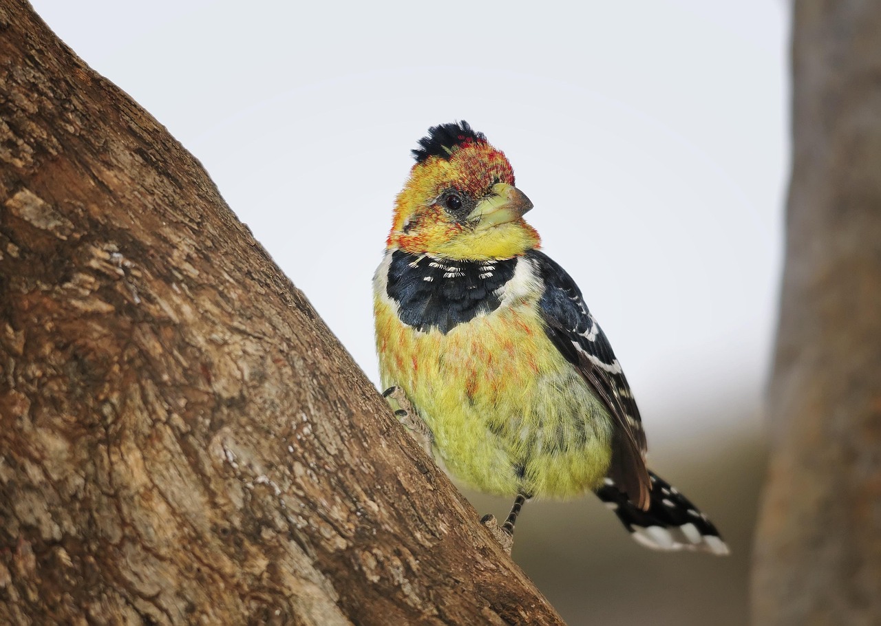 100+ Free Rödhårig Barbet & Bird Photos - Pixabay