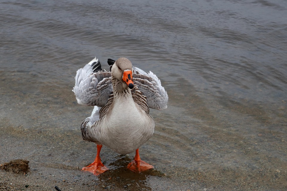 Animal Ganso Pato - Foto gratuita no Pixabay - Pixabay