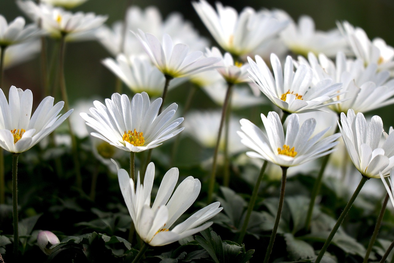 500,000+ Free Spring-Flowers & Spring Images - Pixabay