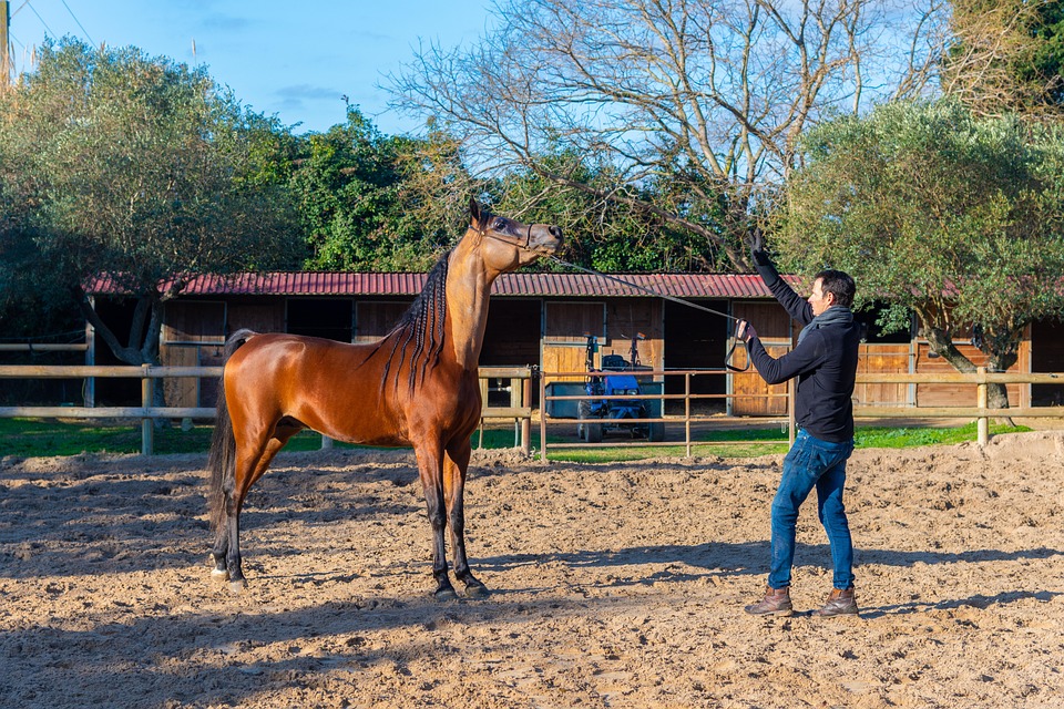 Vollblut-Arabisch Pferd Dressur - Kostenloses Foto auf Pixabay - Pixabay