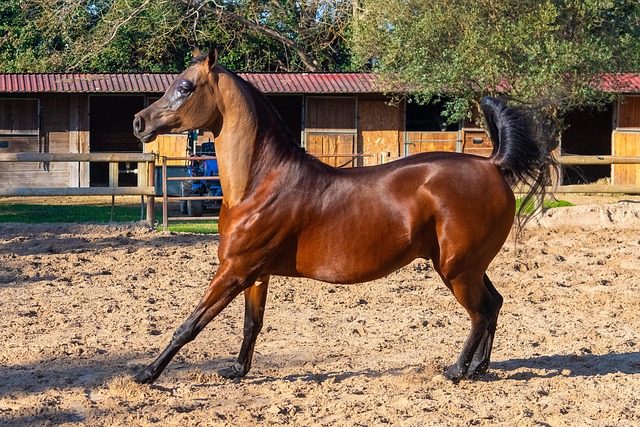 Pur-Sang Arabe Cheval Dressage - Photo gratuite sur Pixabay - Pixabay