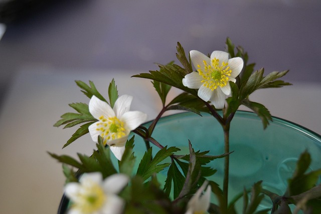 Anémone Des Bois Le Printemps - Photo gratuite sur Pixabay