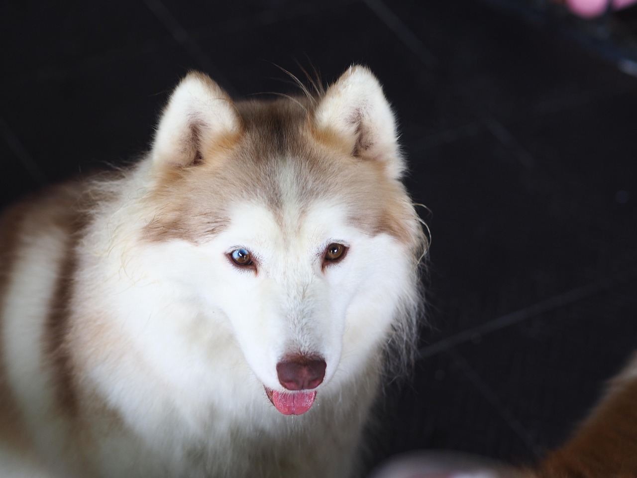 Perro De Animal Cachorro Mascota - Foto gratis en Pixabay - Pixabay