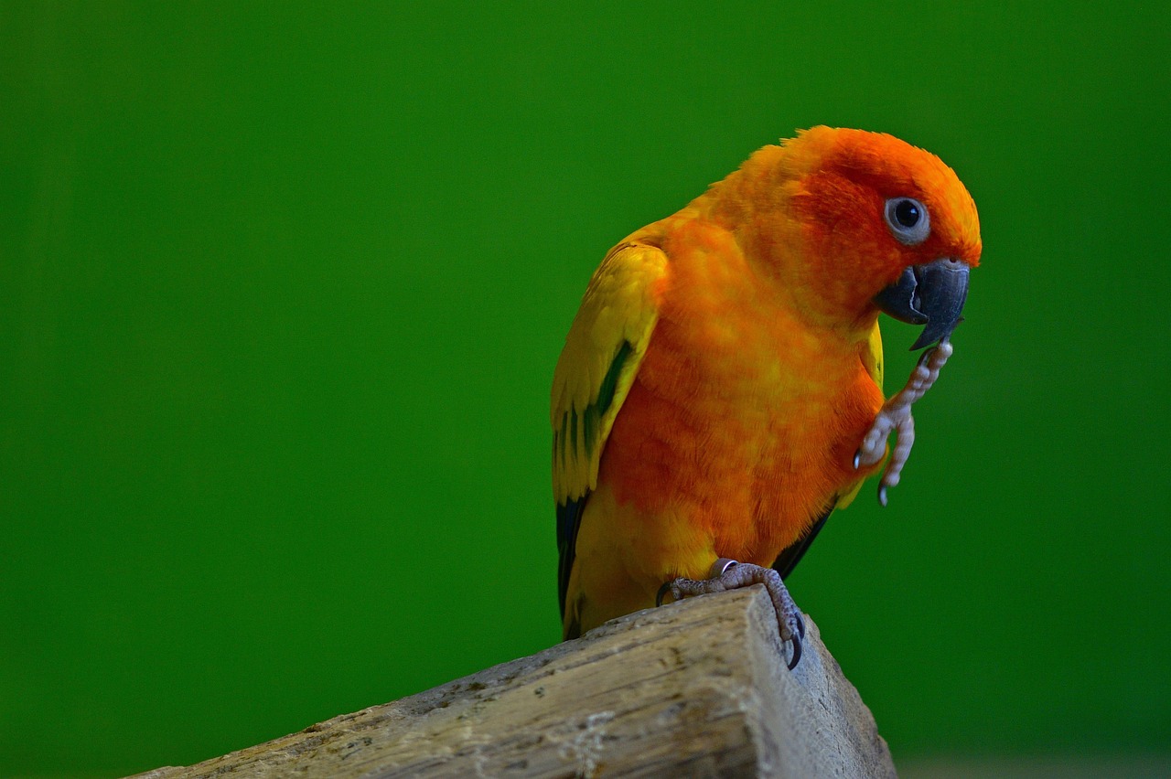 Más de 5 000 imágenes gratis de Loros y Naturaleza - Pixabay