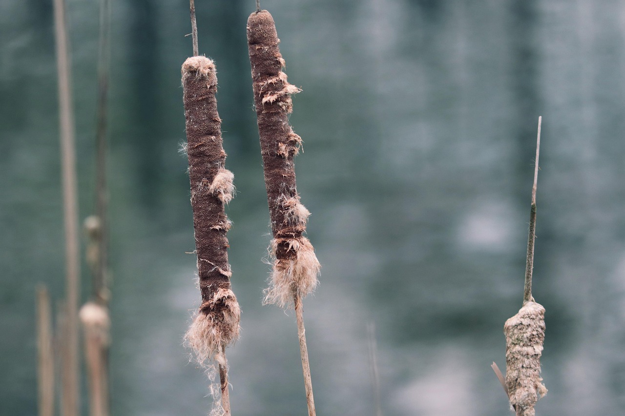 200+ Free Cattails & Nature Images - Pixabay