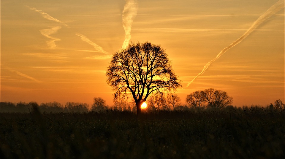Tree Nature Sun - Free photo on Pixabay - Pixabay