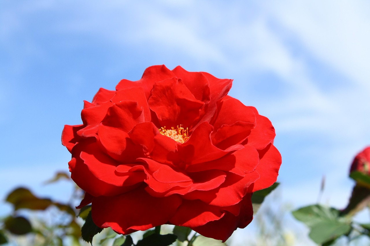 Mawar Merah Langit - Foto gratis di Pixabay - Pixabay