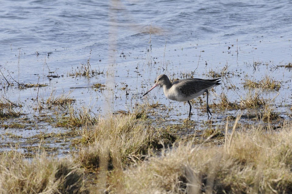 Tongkang Wader Marsh - Foto gratis di Pixabay