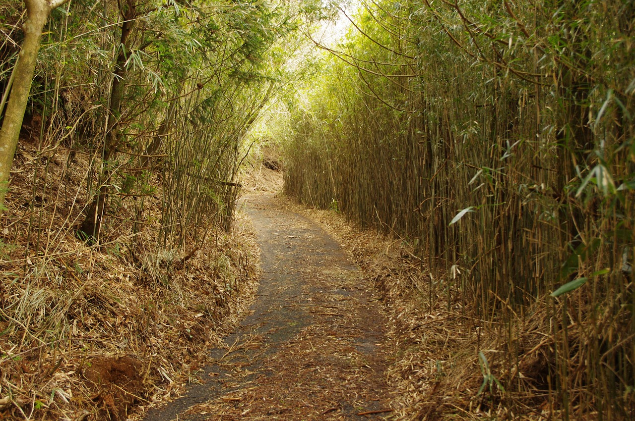 Bamboo Forest Road Nature