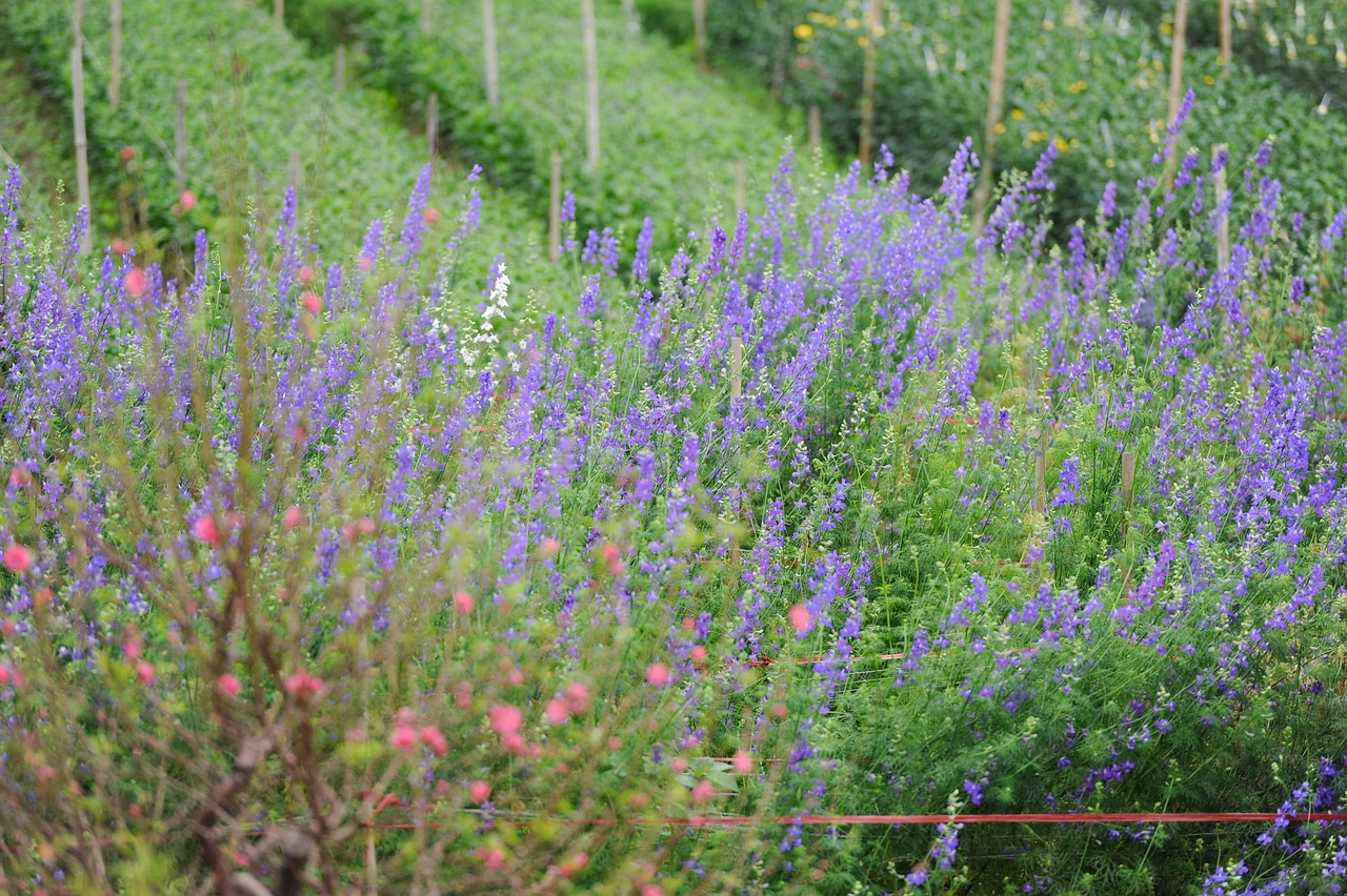 Jardin Fleurs Violet - Photo gratuite sur Pixabay - Pixabay