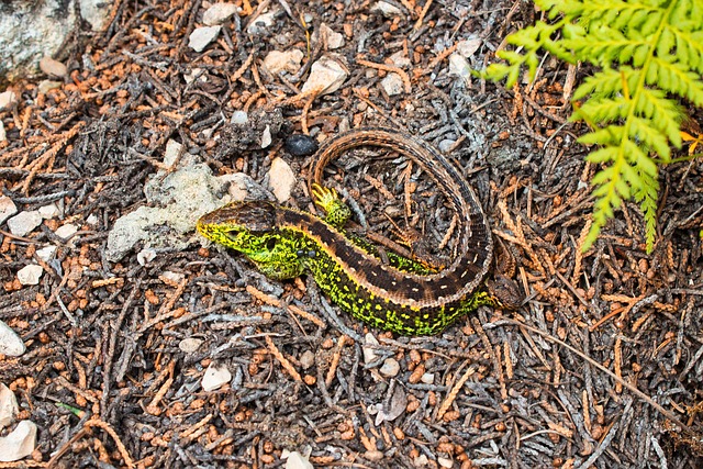 Salamander Animal Photography - Free photo on Pixabay