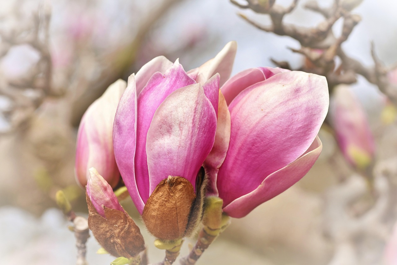 Magnolia Tree - Free photo on Pixabay