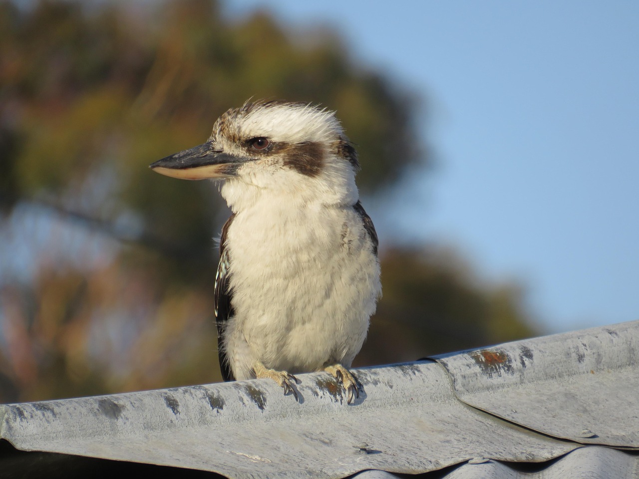 200+ Free Kookaburra & Bird Images - Pixabay