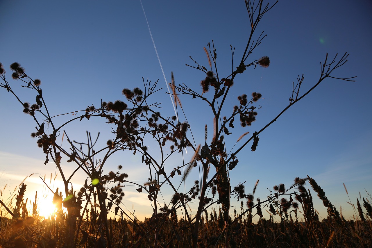 Plant Sunrise Heaven - Free photo on Pixabay