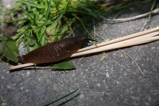 Snail To Crawl Animal - Free photo on Pixabay - Pixabay
