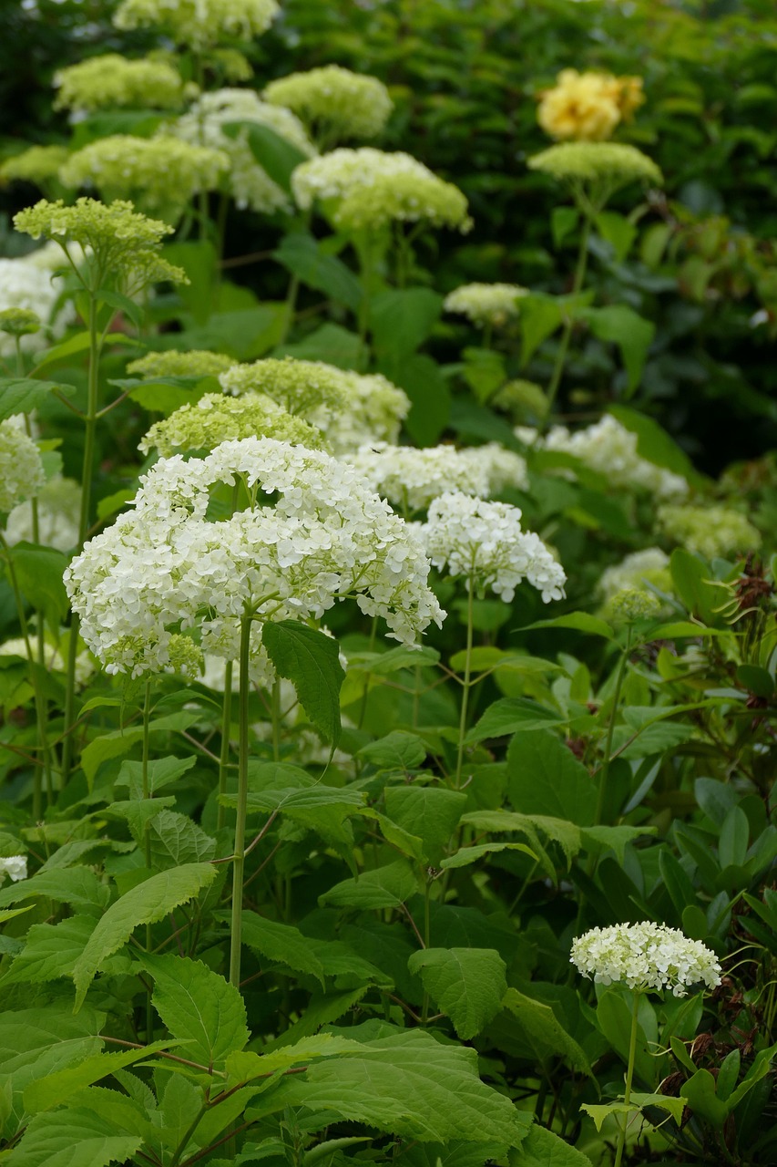 Annabelle Hydrangea White - Free photo on Pixabay - Pixabay