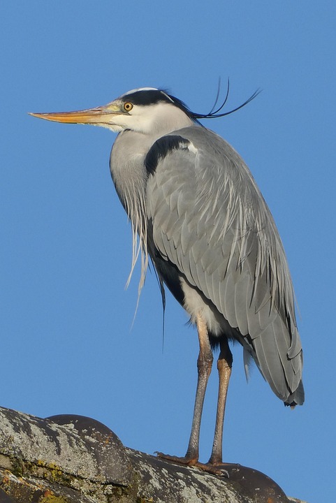 Heron Feathers Bird - Free photo on Pixabay