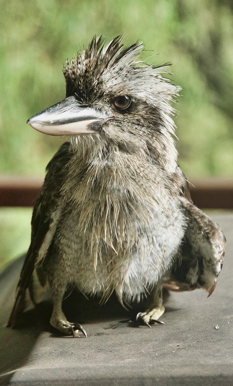 200+ Free Kookaburra & Bird Photos - Pixabay