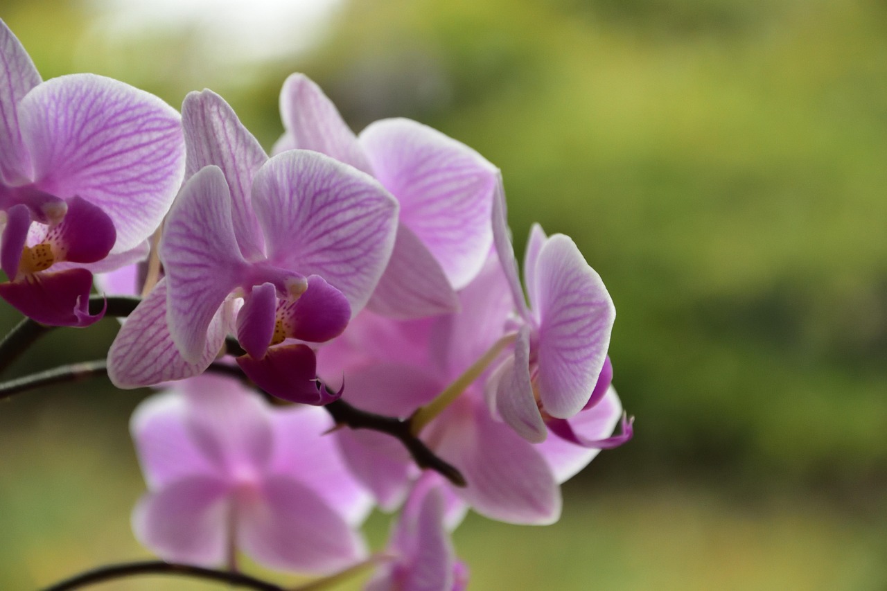 Orchidee Bloem Roze - Gratis foto op Pixabay - Pixabay