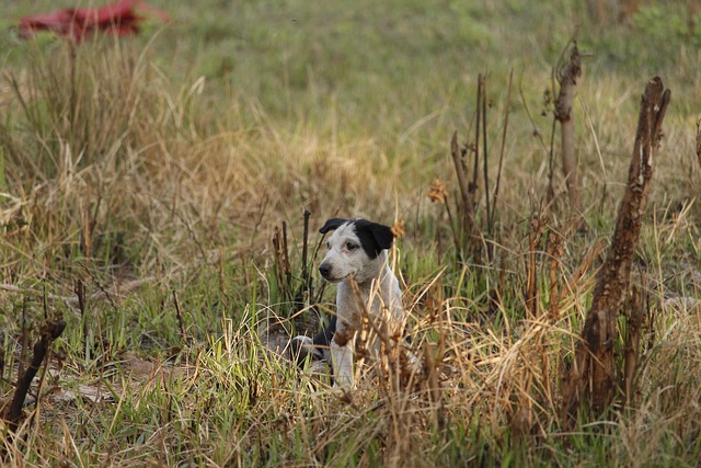 Cachorro Fofinho Preto - Foto gratuita no Pixabay