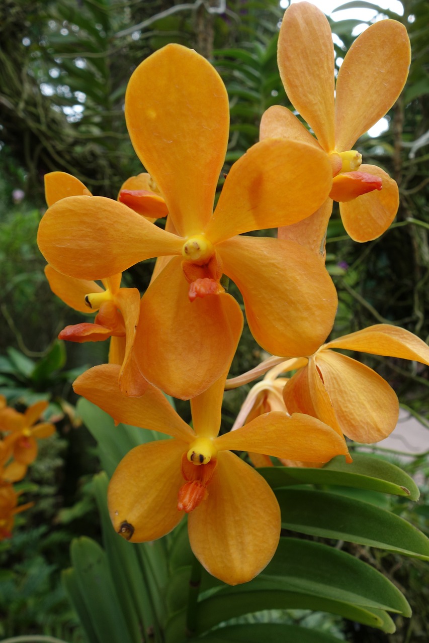 50+ Free Király Pók Orchidea & Nature Photos - Pixabay