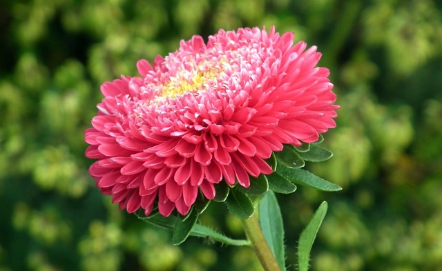 Aster Flower Red - Free photo on Pixabay