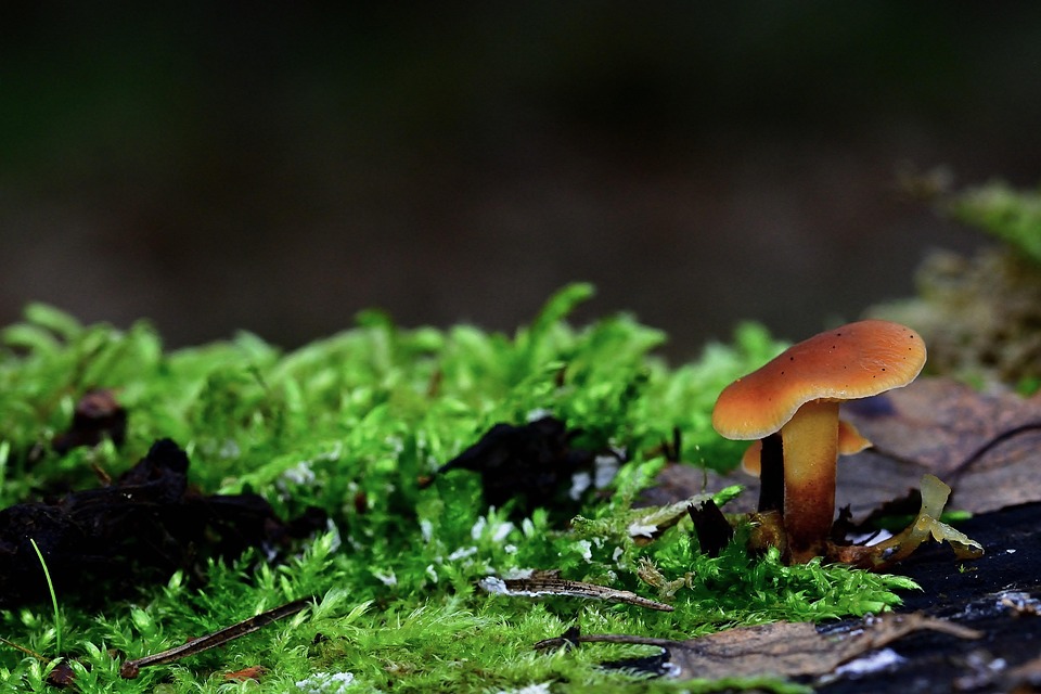 La Nature Forêt Champignon - Photo gratuite sur Pixabay - Pixabay