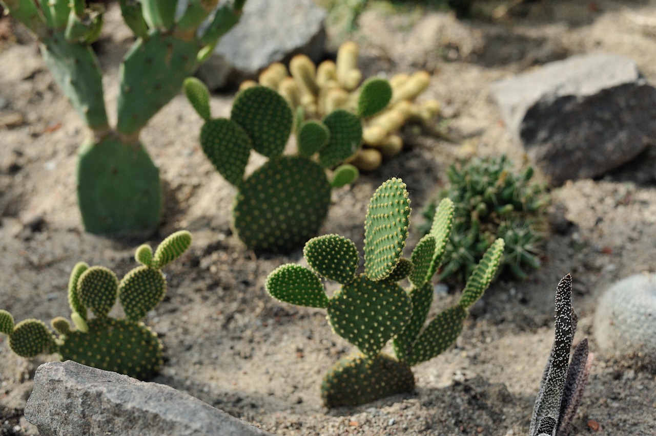Cactus Plant Cacti - Free photo on Pixabay
