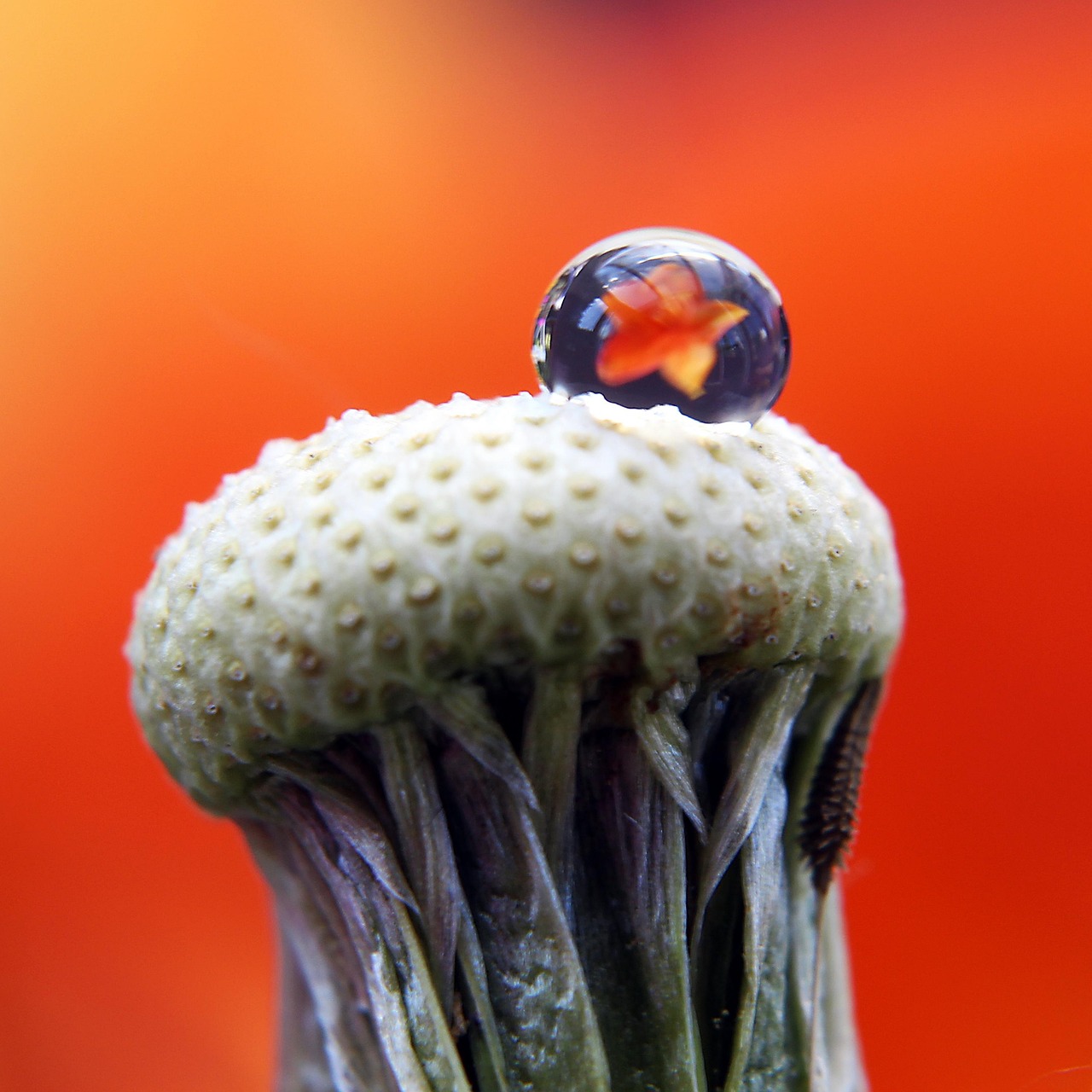 Waterdrop Drops Macro - Free photo on Pixabay - Pixabay