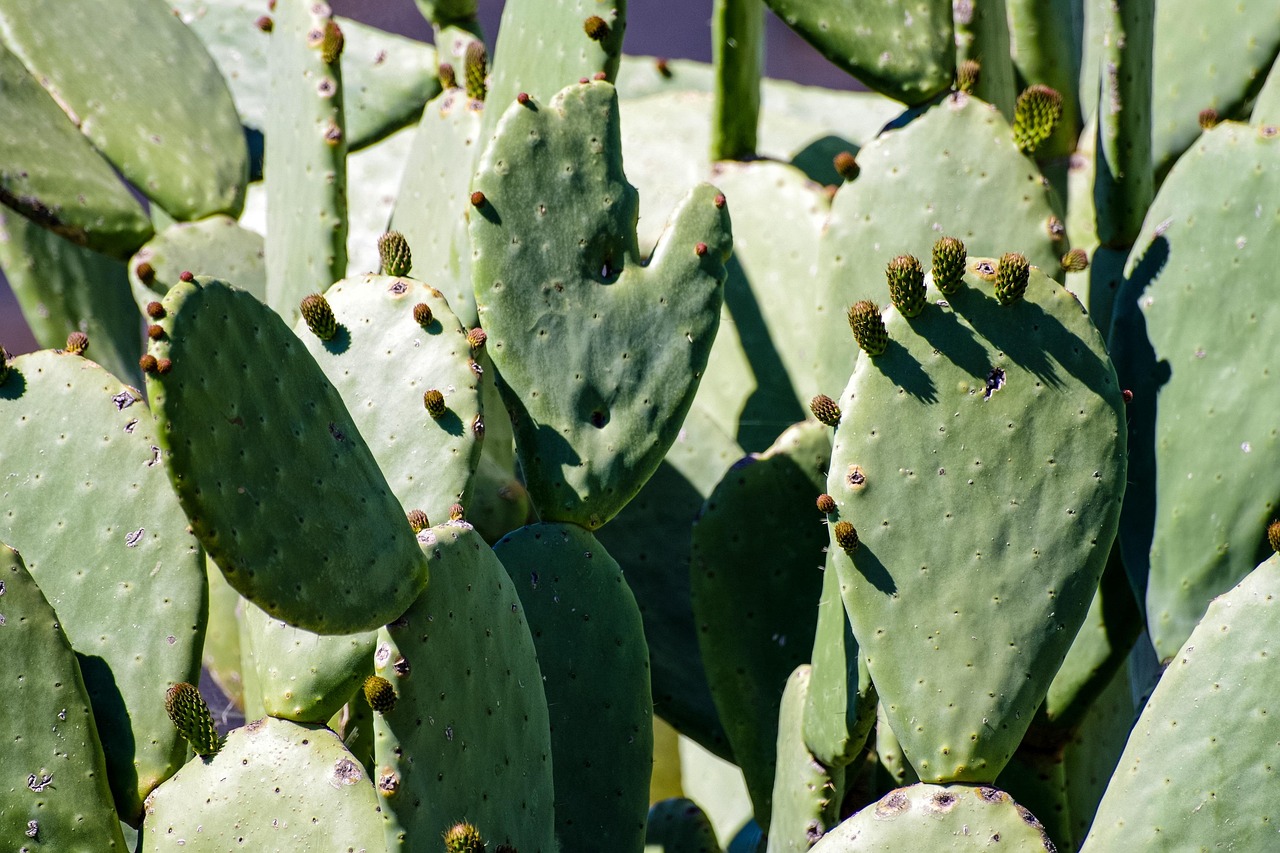 Cactus Plantes Grasses Plante - Photo gratuite sur Pixabay - Pixabay
