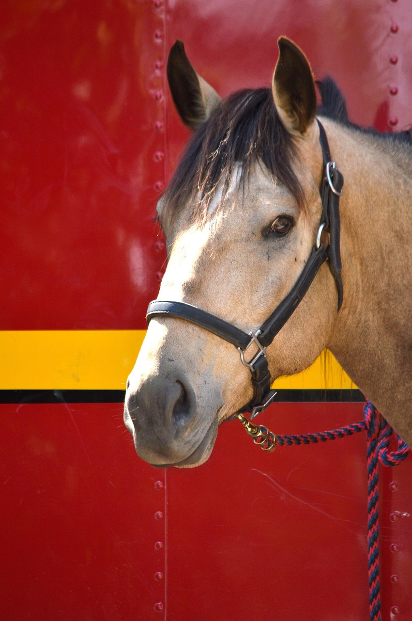 30,000+ Free Red Horse & Nature Images - Pixabay